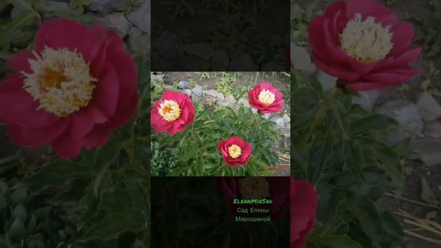Мои Любимые Пионы. Мой Сад.