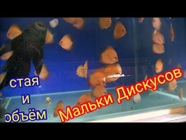 Плотность посадки малька Дискуса