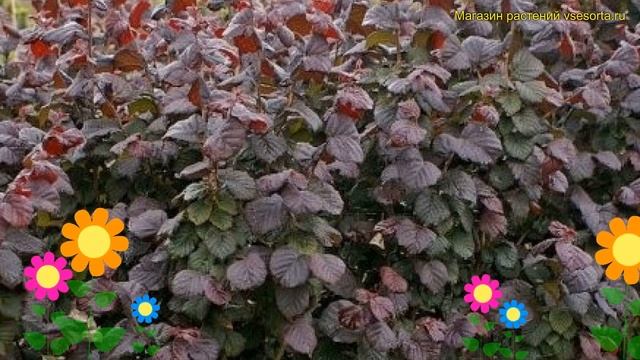 Лещина обыкновенная Энни Ред Дварф. Краткий обзор, описание corylus ...