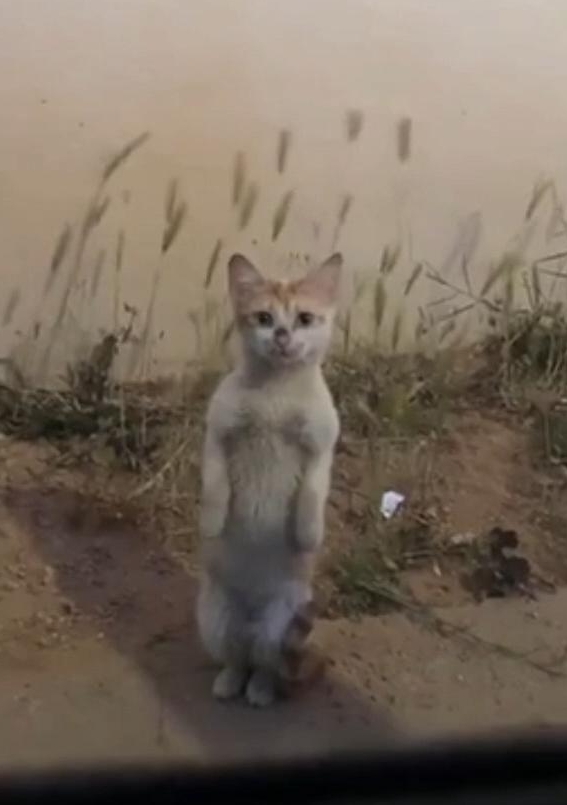 Подвезите до дома, до любого. 
Подборка смешного видео Выпуск №2