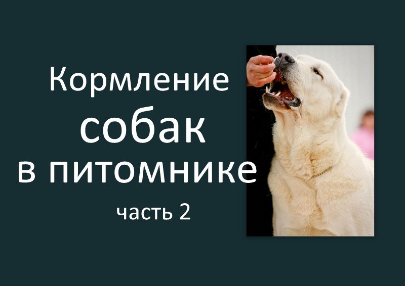 Кормление взрослых собак в питомнике часть 2.