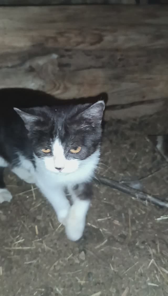 НАСЕДКА И КОТ #кот #наседка #цыплята #яйца #яйцо #инкубация #chicken #гектар #animals #птицеводство