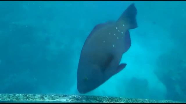 [Архив] Fish eye - Guam 09.2018 Гуам, Парк