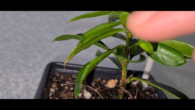 Мирт Боэтика 2