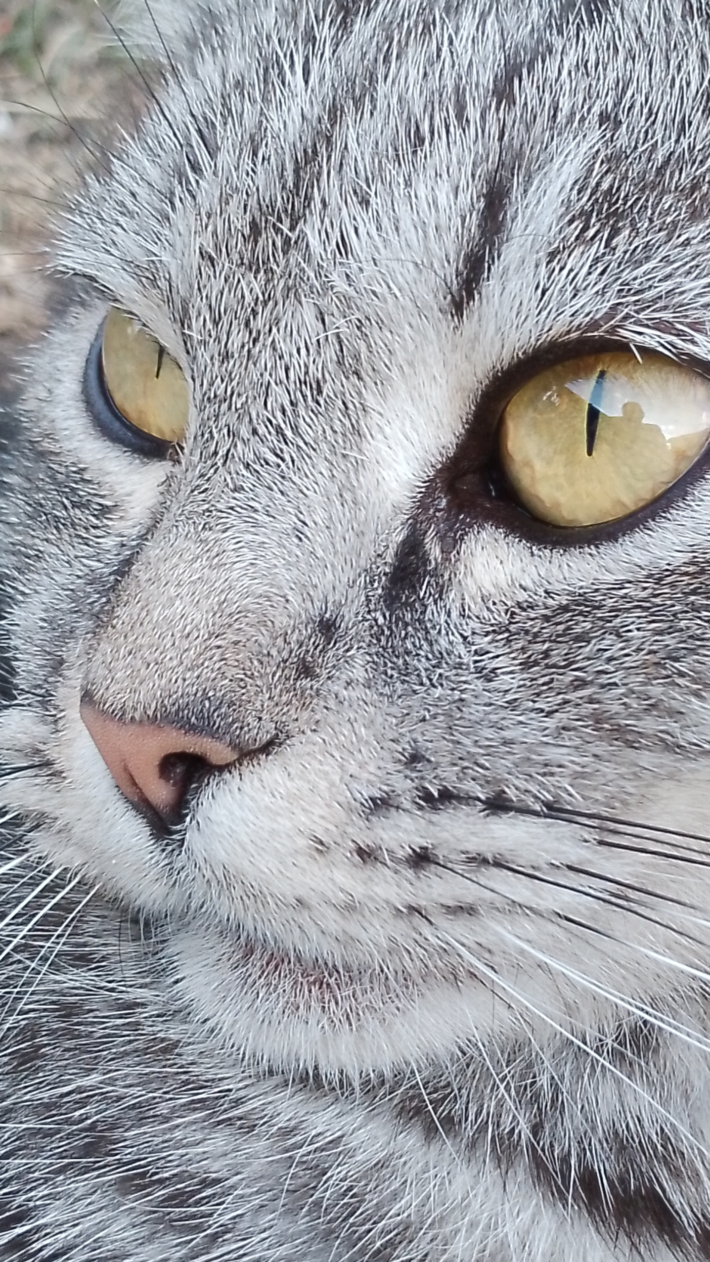 кошечки