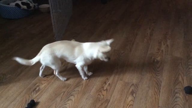 Кася.mp4