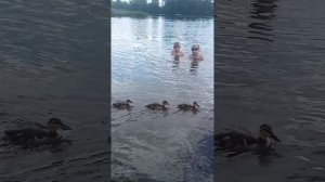 Утки на реке