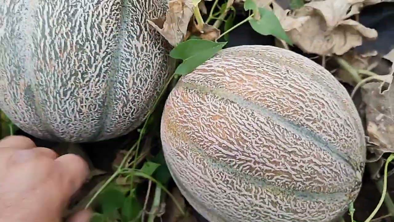 Дыня Клубничная
