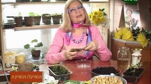Сеем сельдерей корнеплодный и лук порей