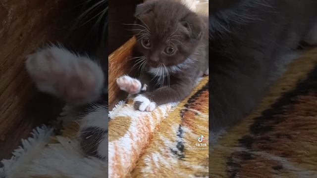 Видео №184 (TikTok)