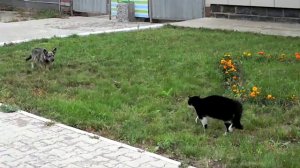 Драка  Кота и Собаки
