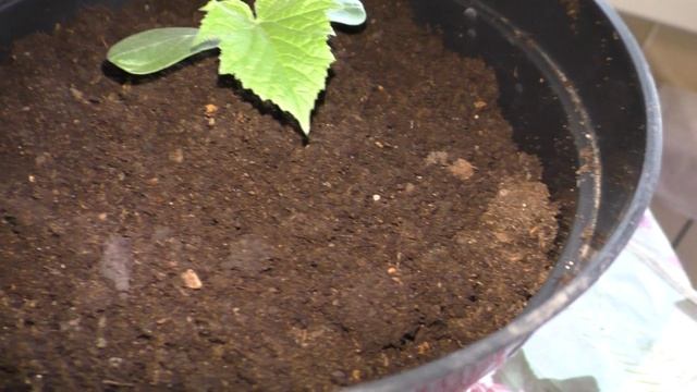 Этот огурец можно выращивать на подоконнике.mp4