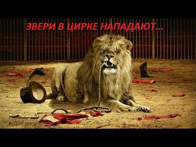 НАПАДЕНИЕ ЖИВОТНЫХ В ЦИРКЕ.