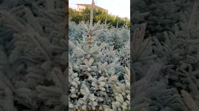 голубая ель blue diamond