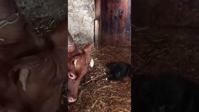 Бобик атакует!!!