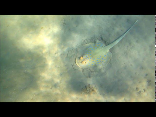 Рыбки 13 10 2020