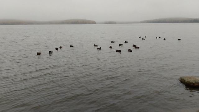 VID_20230930_164346.mp4