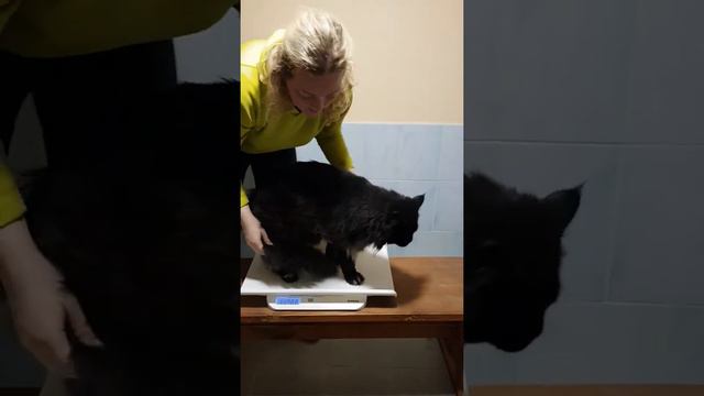 Urgant Mos Lakshestar огромный кот Мейн кун 2 года и 2 недели. Вес 11 кг. 620 грамм!