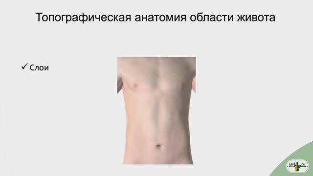 Топографическая анатомия передней брюшной стенки: слои