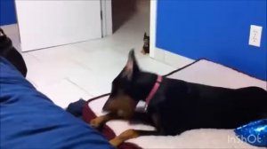 Попробуй не засмеяться! Самое смешное! 😹