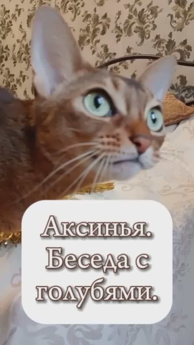 Аксинья беседует с голубями ?