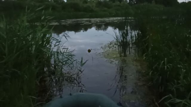 Краснопёрка на опарыша.