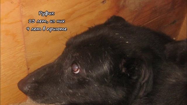 Собаки приюта Кожухово ушли навсегда в 2018г