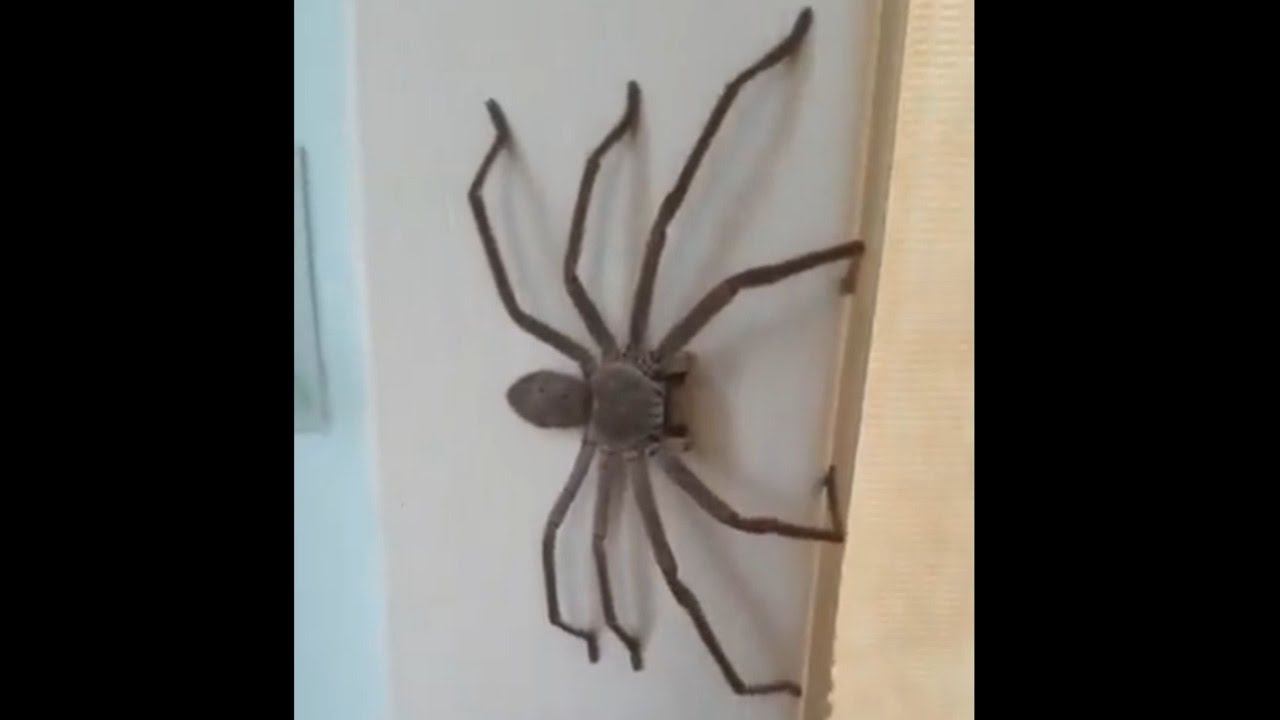 Нашествие пауков 3. Подборка