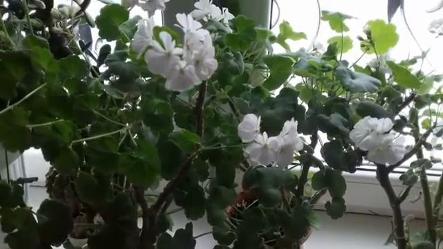 Пересаживаем герань с цветочной клумбы .