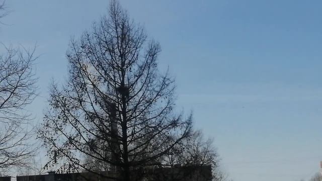 Вороны в городе. Вьют гнезда на деревьях.