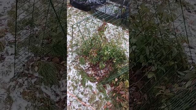 Укрытие на зиму ягодных кустов от поломки!
