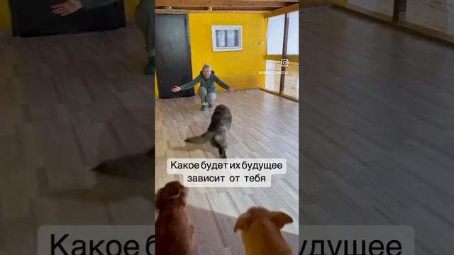 Мы спасем намного больше, если вы будите рядом. Присоединяйтесь #кошки #домашниеживотные #собаки
