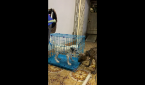 Помог другу с побегом