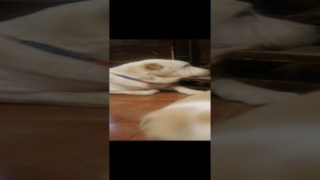 Дела семейные Алабайские