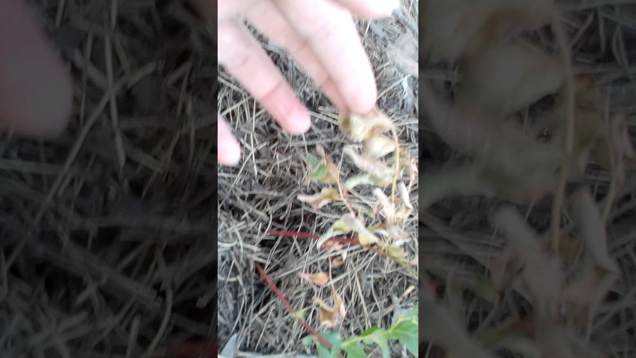 Что с ГОЛУБИКОЙ случилось?