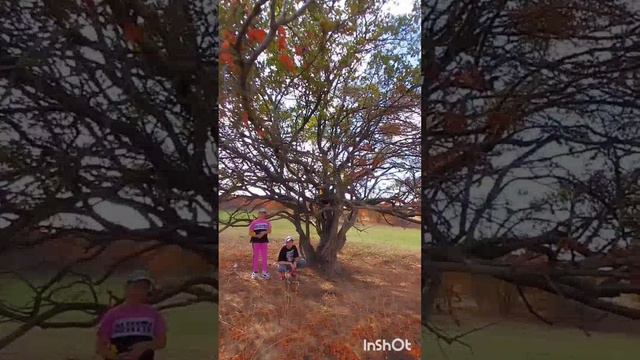 McMeow с друзьями на наших холмах 🤩🍂🍁☀️