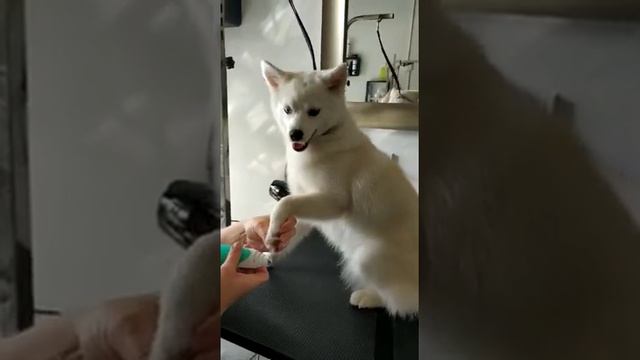 Педикюр у помски