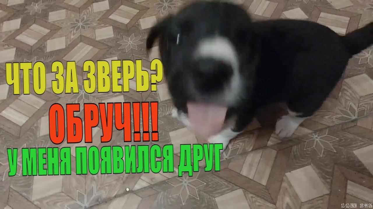 У меня появился друг в деревне! Принёс с ярмарки ОБРУЧ!  Собака в хозяйстве! Наша жизнь в деревне.