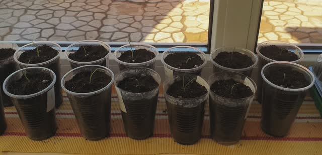 моя рассада лука эксибишен