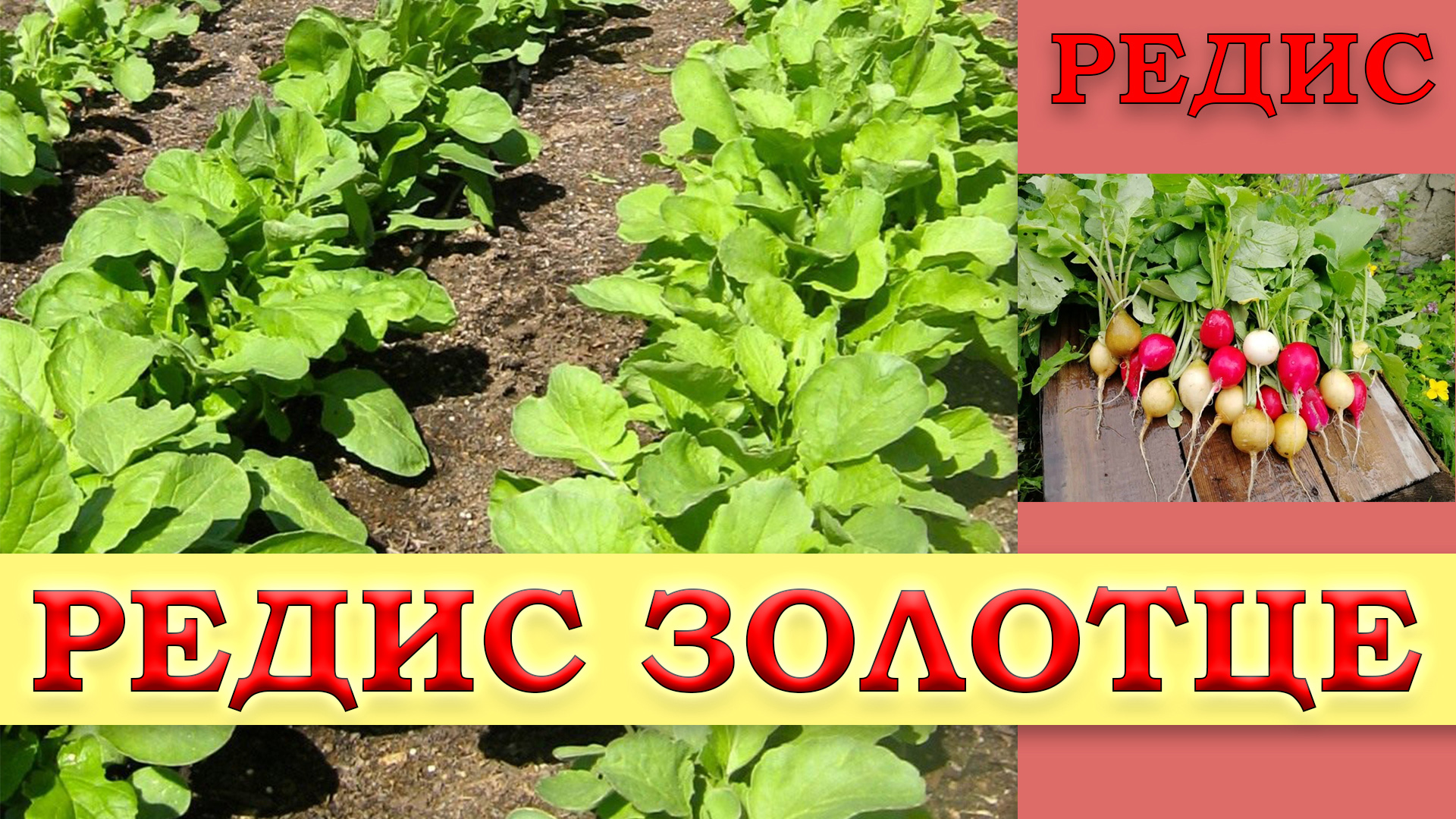 РЕДИС ЗОЛОТЦЕ - СРЕДНЕСПЕЛЫЙ ВКУСНЫЙ БЕЗ ГОРЕЧИ СОРТ. НЕ СТРЕЛКУЕТСЯ. НЕОБЫЧНАЯ ОКРАСКА