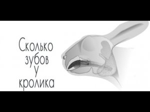 Зубной лекарь. Малокклюзия у кроликов. Причины возникновения и методы исправления. #ВебинарМакляК
