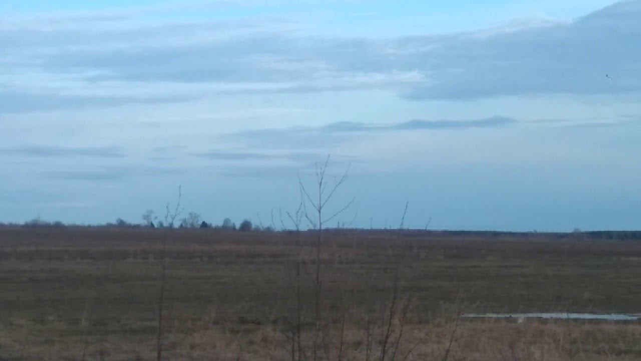 До открытия охоты неделя, а гусь уже летит.