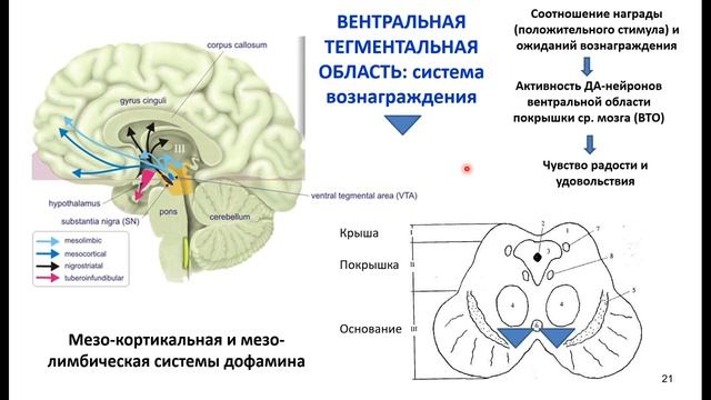 3. Дубынин В. А. - Мозг_ как он устроен и работает - Лекция 3.mp4