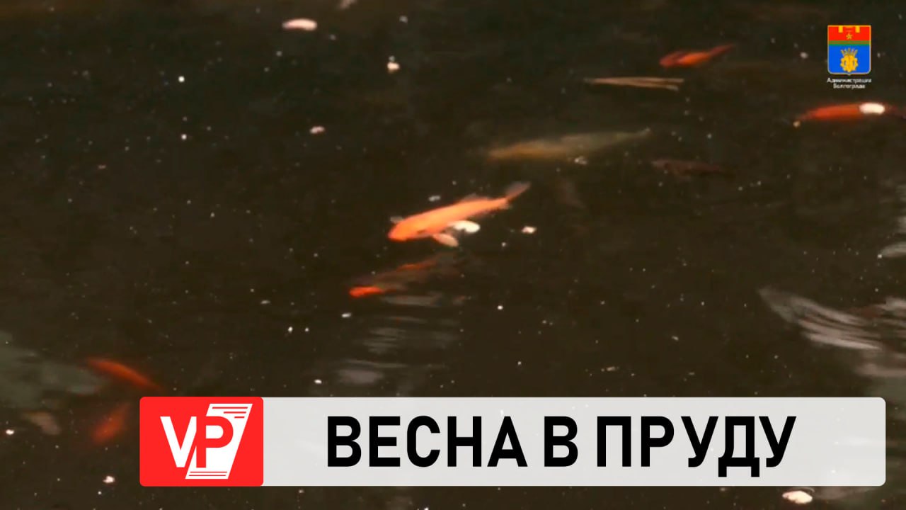В ВОЛГОГРАДЕ В ПАРКЕ САШИ ФИЛИППОВА НАЧАЛАСЬ РАСЧИСТКА ДЕКОРАТИВНОГО ПРУДА