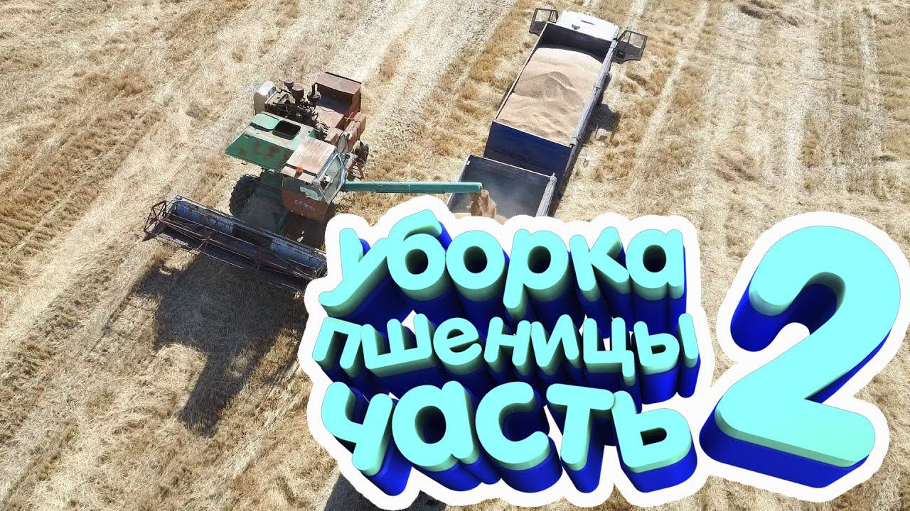 НИВА СК-5 убирает пшеницу за 60 ц/г, уборочная 2020(паров) день2. Old Soviet combine harvester.