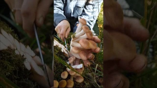 Инопланетные грибы.