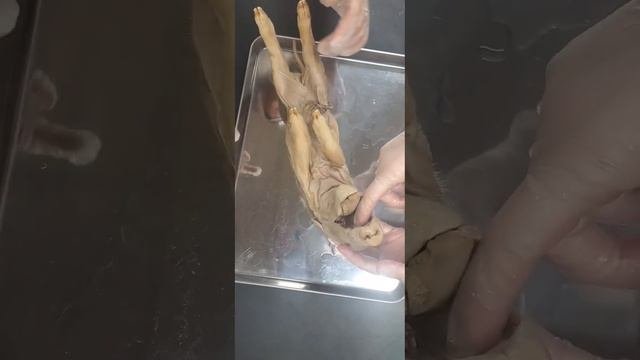 external anatomy (pig lab)