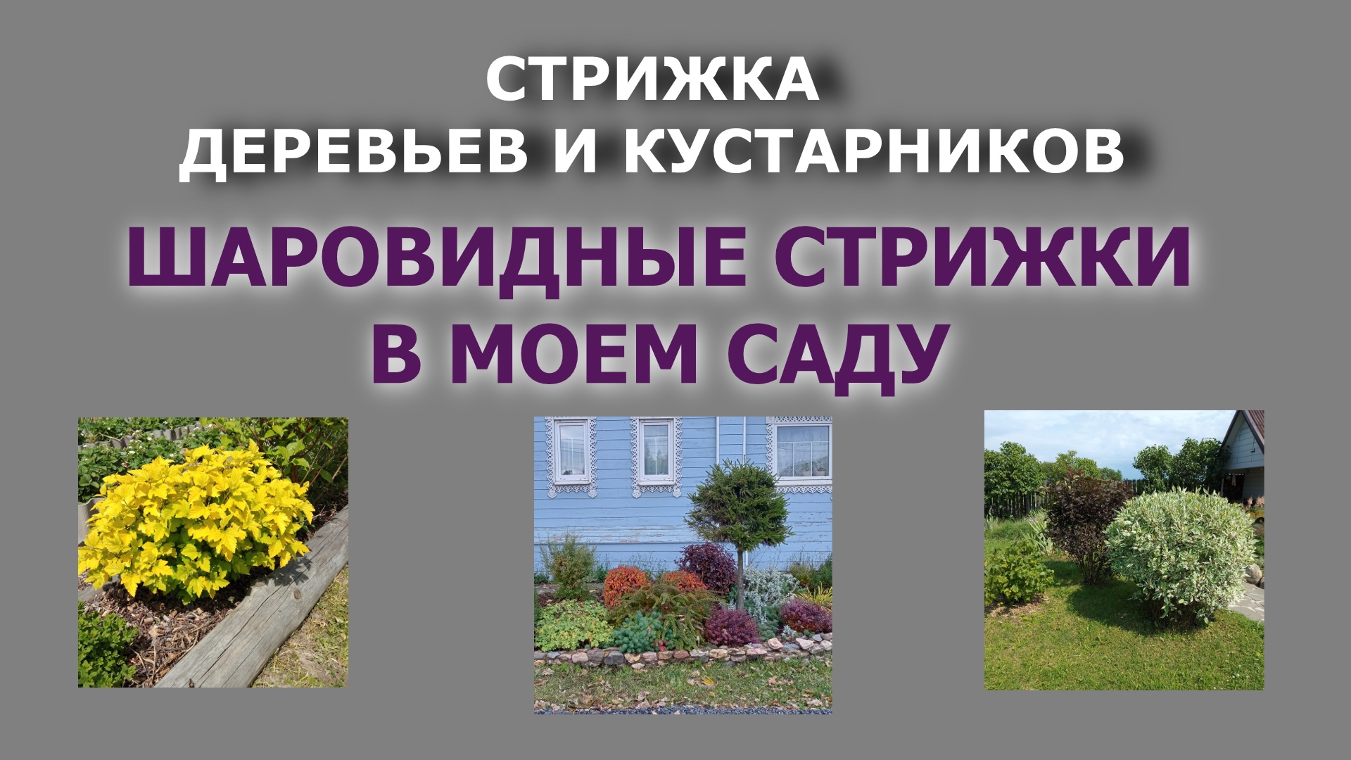 Шаровидные стрижки в моем саду