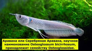 Аравана или Серебряная Аравана, научное наименование Osteoglossum bicirrhosum, принадлежит семейству
