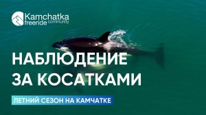 Морское путешествие на Камчатке с наблюдением за косатками и китами